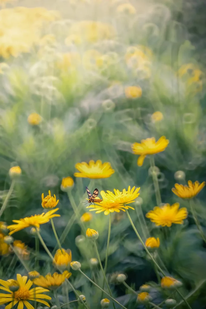 Category: NiSi Reflex Lens | NiSi Optics USA