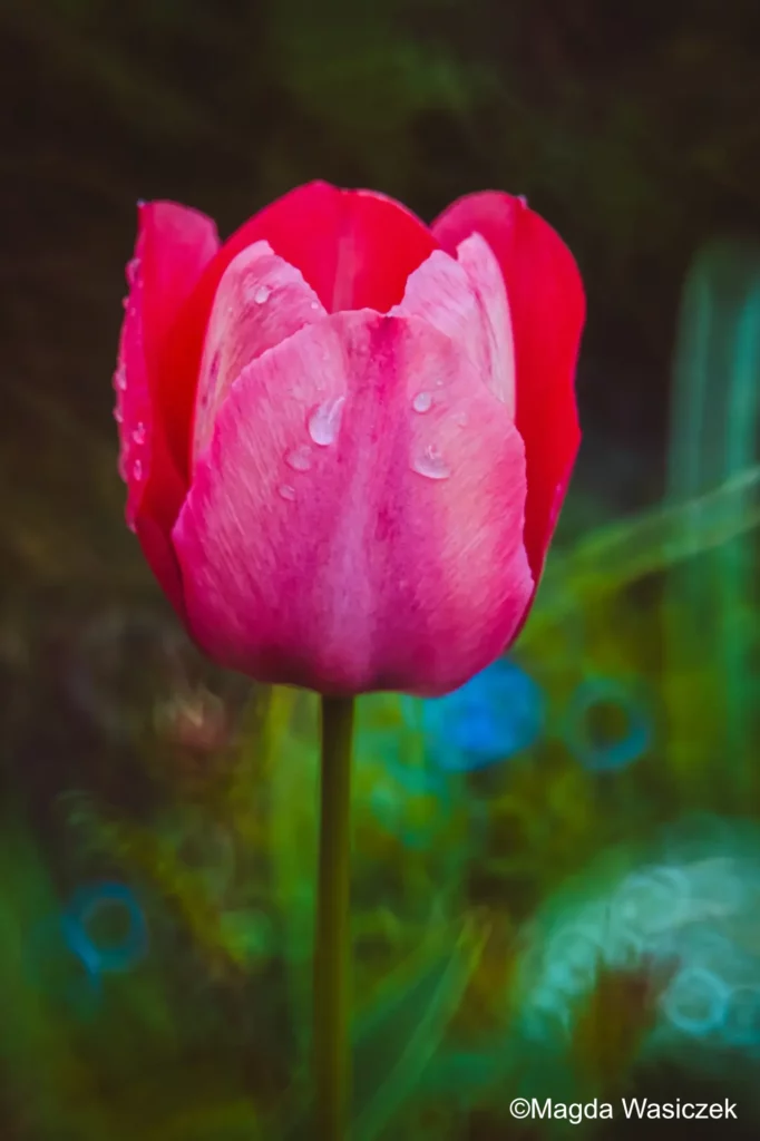 Category: NiSi Reflex Lens | NiSi Optics USA